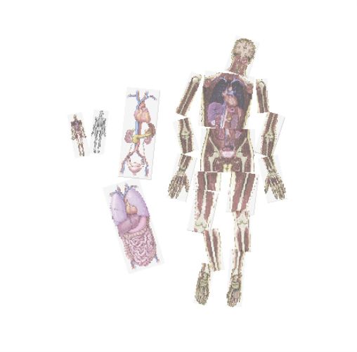 Look Inside Me: MRI Scan - 20 sheets – Educational Toy Outlet