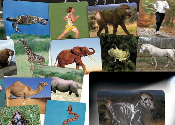 What's Inside Animals - 16 pc – Educational Toy Outlet